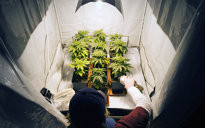 How to grow marijuana indoors | Leafly