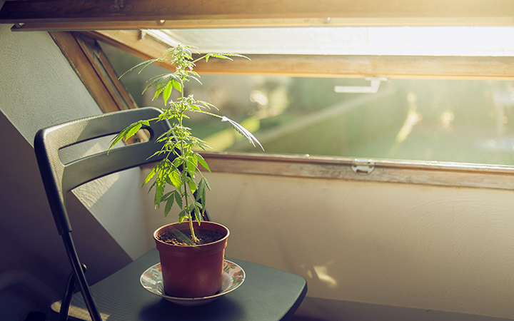 How to Increase Production of Ripe Trichomes on Cannabis | Leafly