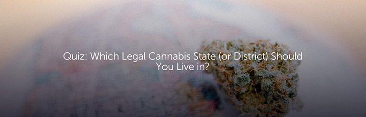 Quiz: Which Strain Type Are You, Indica, Sativa, or Hybrid? | Leafly