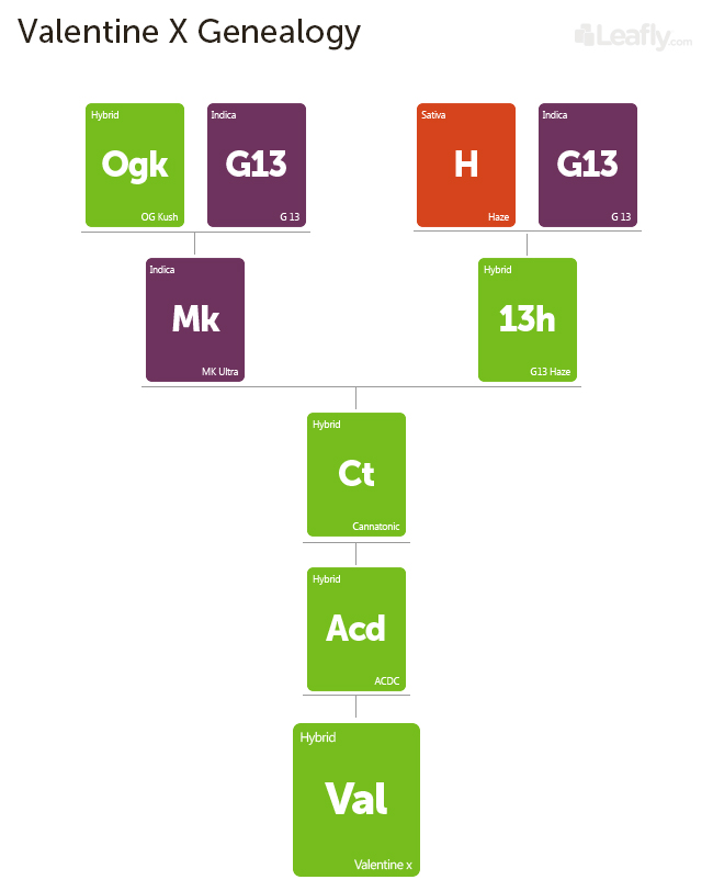 Strain Highlight: Valentine X, the Patron Strain of Epilepsy | Leafly