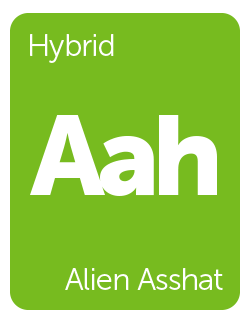 Which Cannabis Strain Pairs Best With Your Zodiac Sign? | Leafly